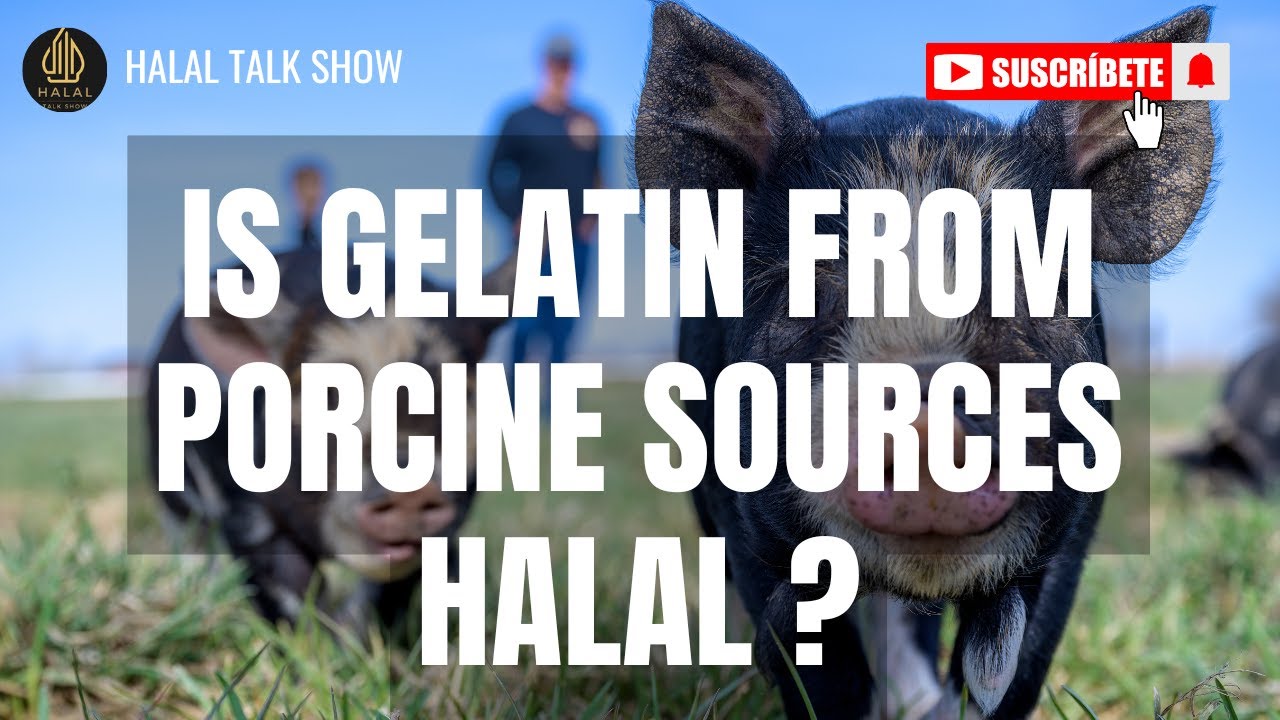 Is Gelatin from Porcine Sources Halal? | Halal or Haram Explained | # ...