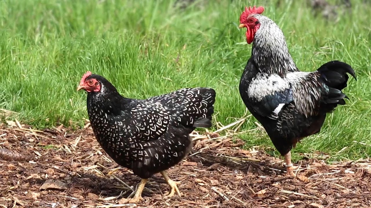 Why We Love Backyard Chickens | Sunset - YouTube