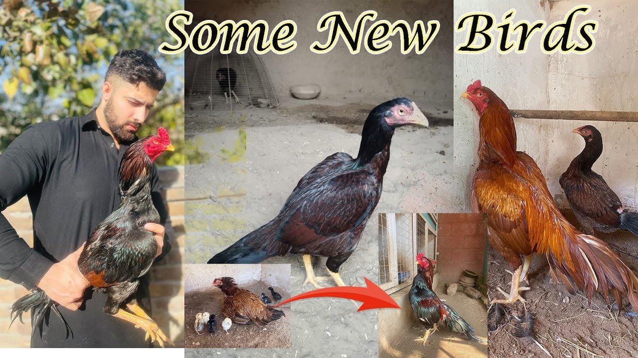 Raju k bachy 🐥 aur kuch new birds aa gaye | Mianwali aseel breed - YouTube