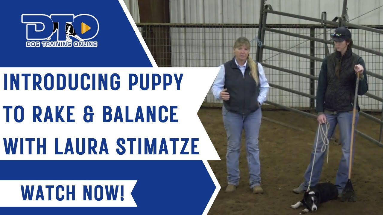 Introducing Puppy To Rake & Balance With Laura Stimatze - YouTube