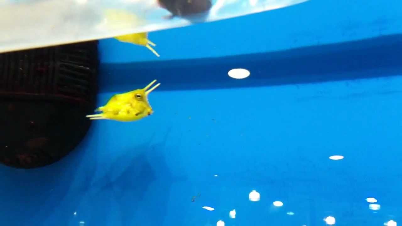 Long horned cowfish all pets emporium - YouTube