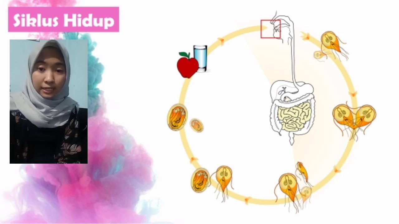 Protozoa usus III Giardia Lamblia - YouTube