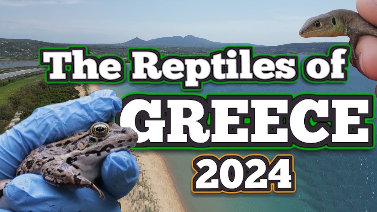Let's Find Reptiles in the Southern Peloponnese! | Greece (1/3) - YouTube