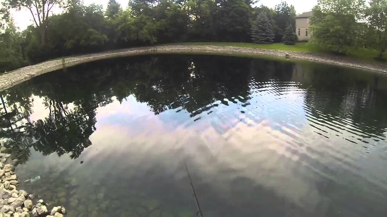 Illinois Drop Shot Pond Bass Fishing With Underwater Bass Footage - YouTube