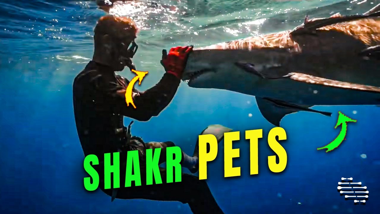 Diver Hand Feeding and Petting a Lemon Shark - YouTube