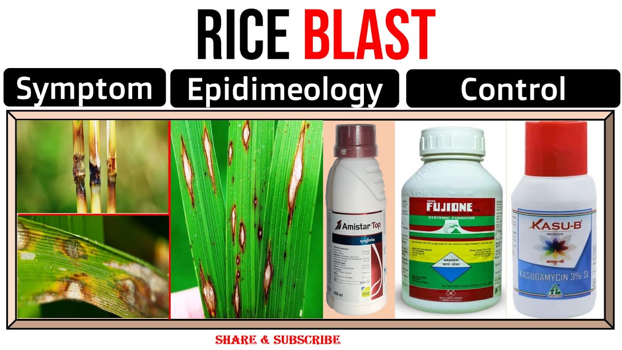 Rice Blast Symptom and Control | Epidemiology | Control | Symptom of ...