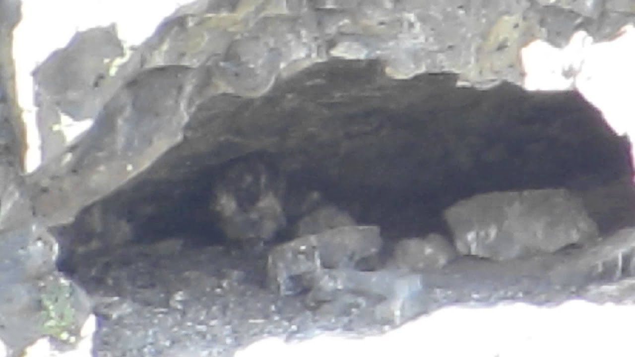 07/03/14 RHM Prairie Falcon 4 1/2 wk Old @ MP 4.1 Eyrie (Yakima Canyon ...