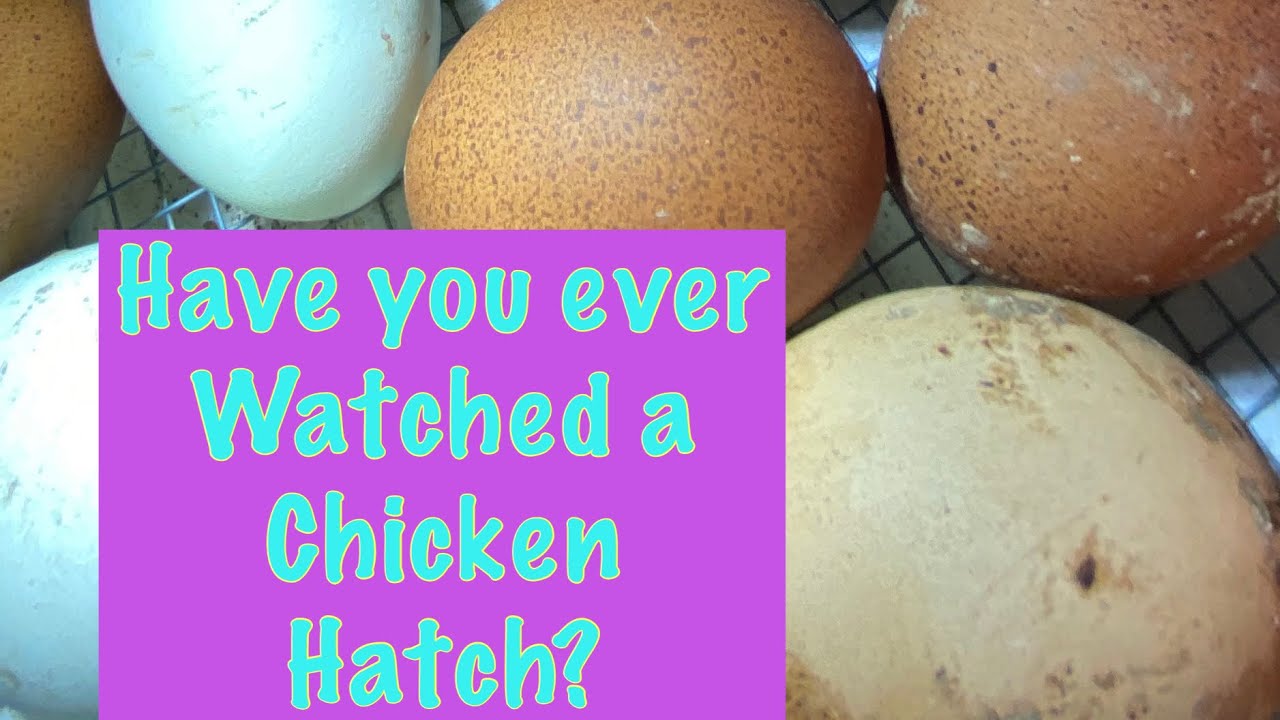 Hatching Chickens - YouTube