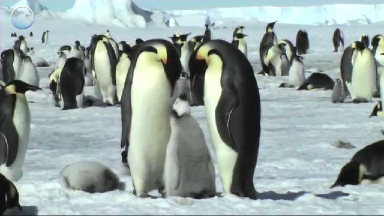 Animals of the Ice: Emperor Penguins - YouTube