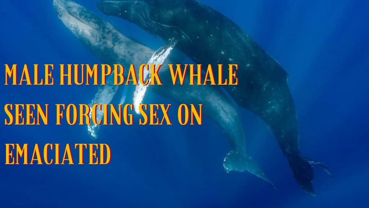 Unveiling the Intricate Social Dynamics of Male Humpback Whales - YouTube