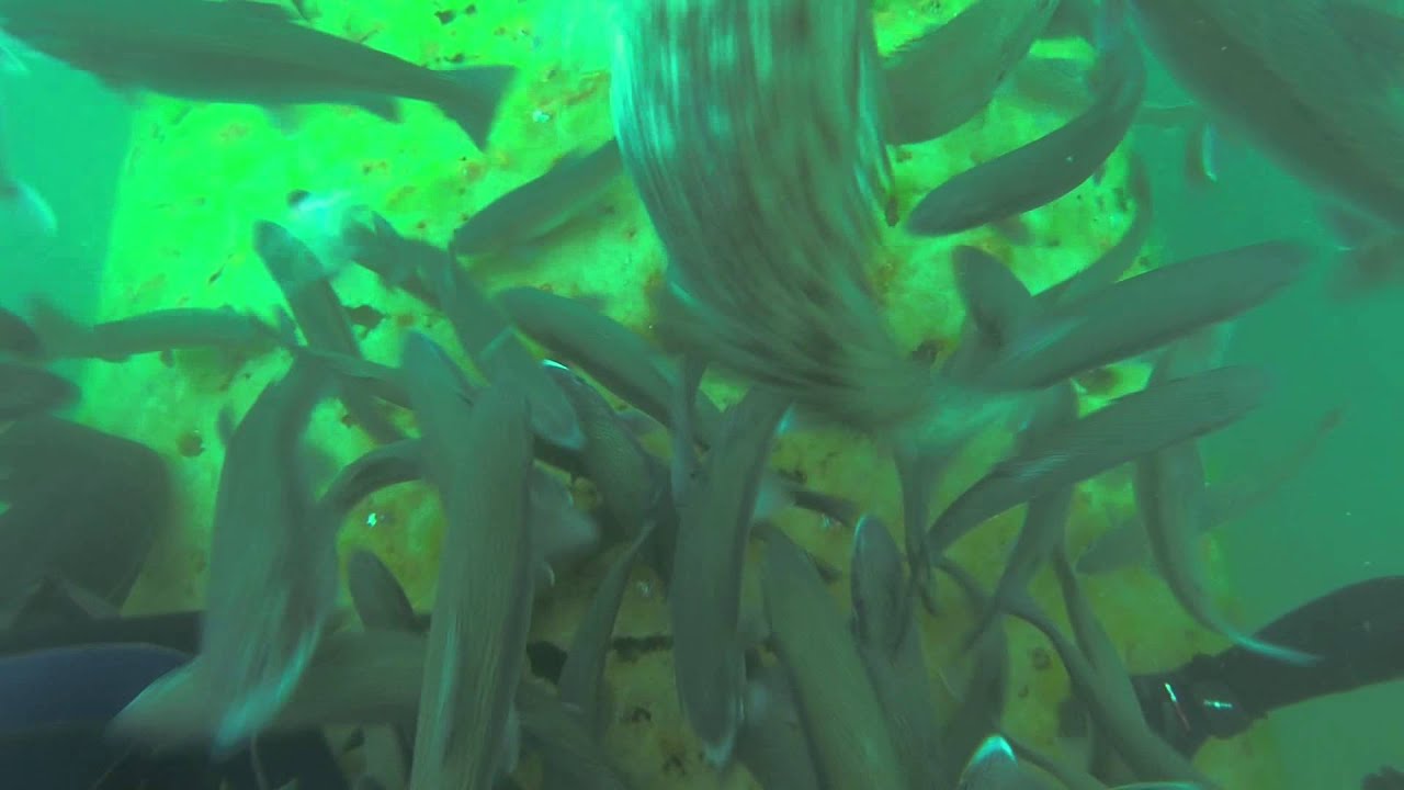 July Fish Feeding at Gilboa Quarry Ohio - YouTube