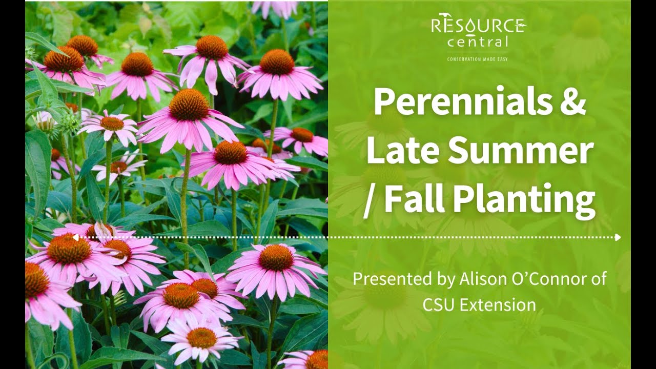 Perennials & Late Summer/Fall Planting - YouTube