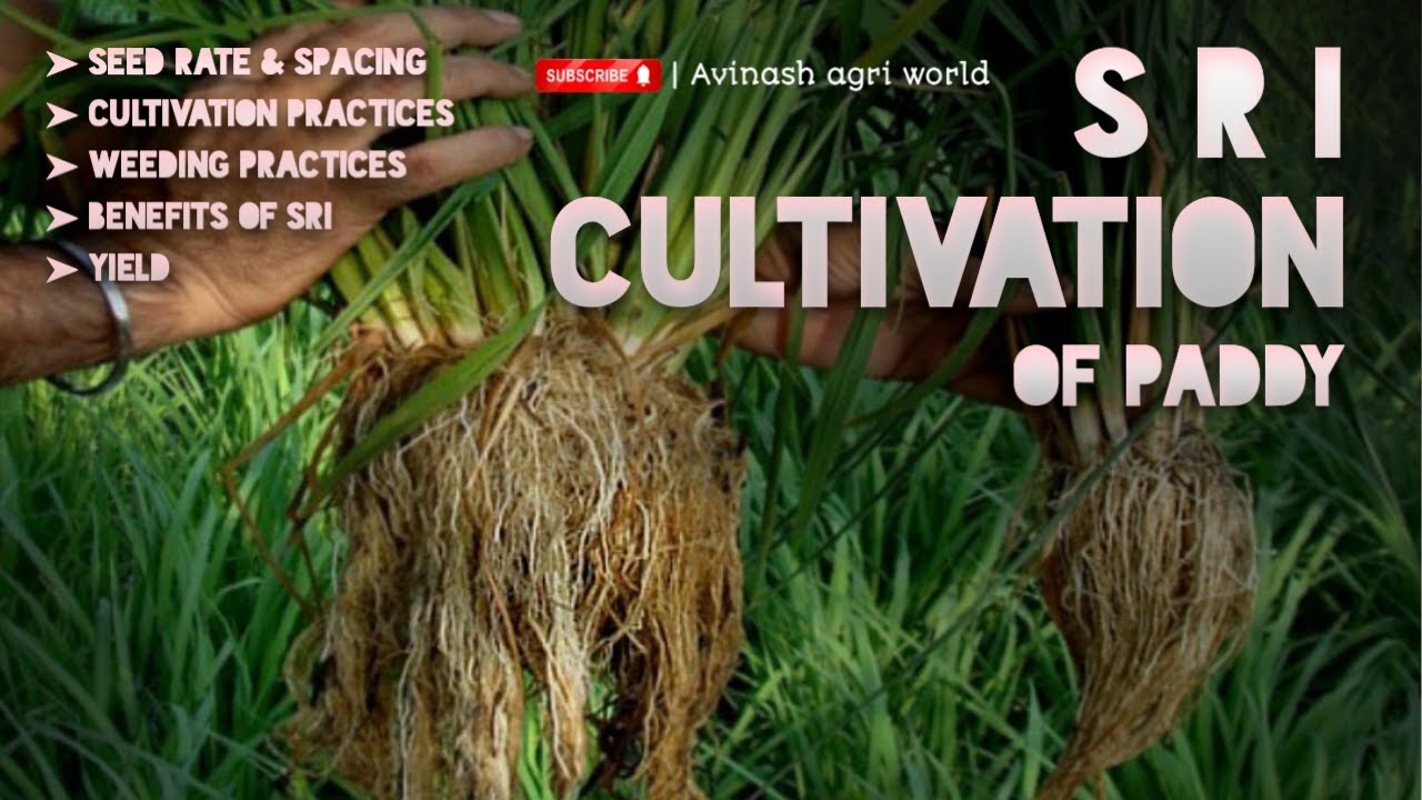 SRI cultivation of Paddy | System of rice intensification | By Avinash ...