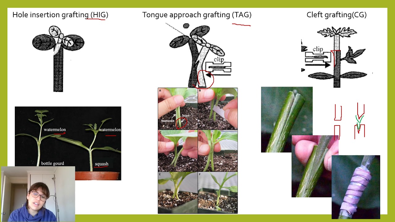 Injertos y enraizamiento adventicio - YouTube