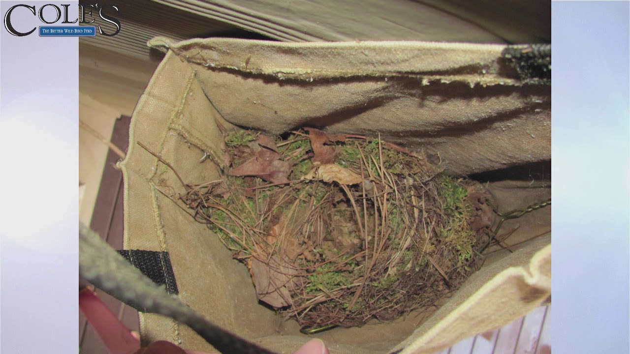 How To Make A Nest For Wrens Using A Bag - YouTube