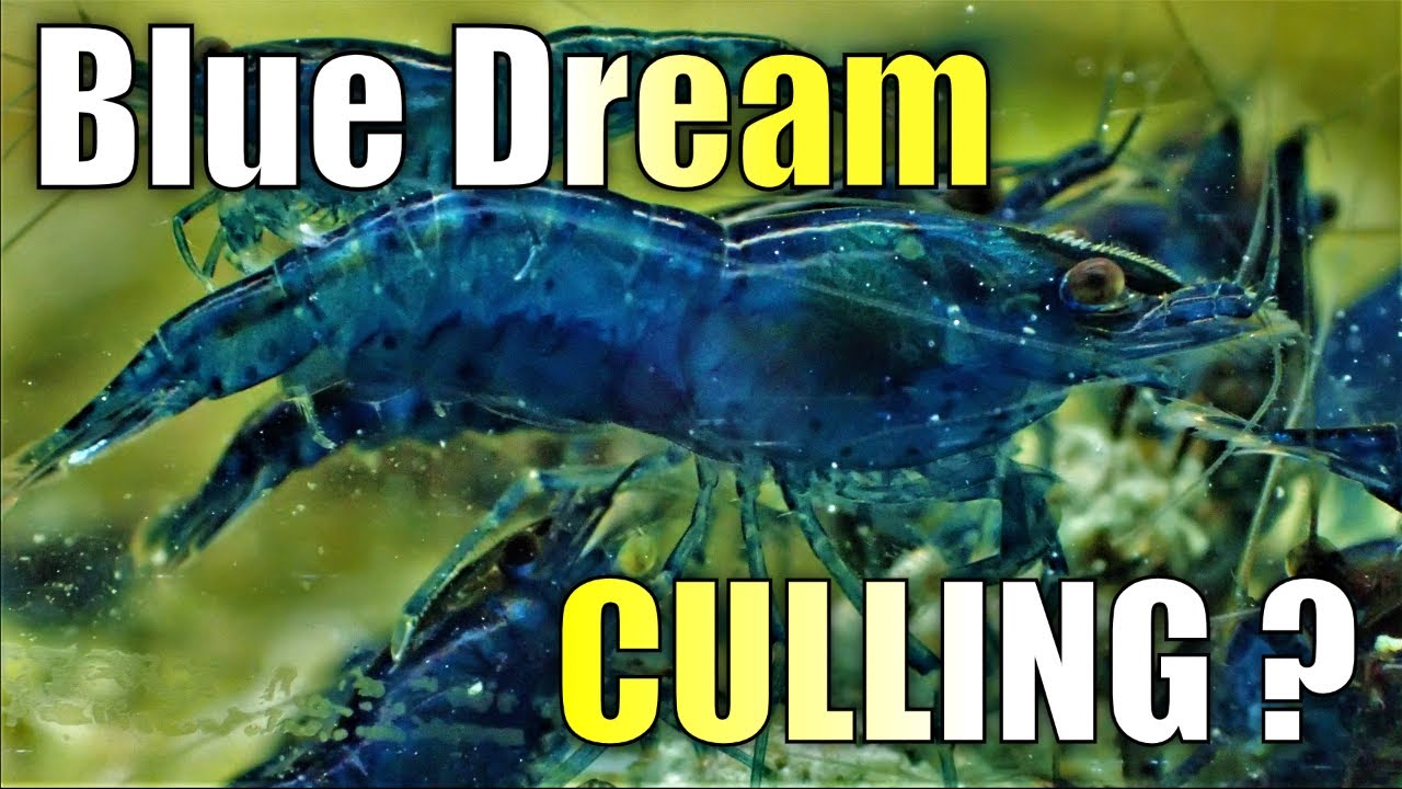 How To Cull Blue Dream Shrimp For Better Color - YouTube