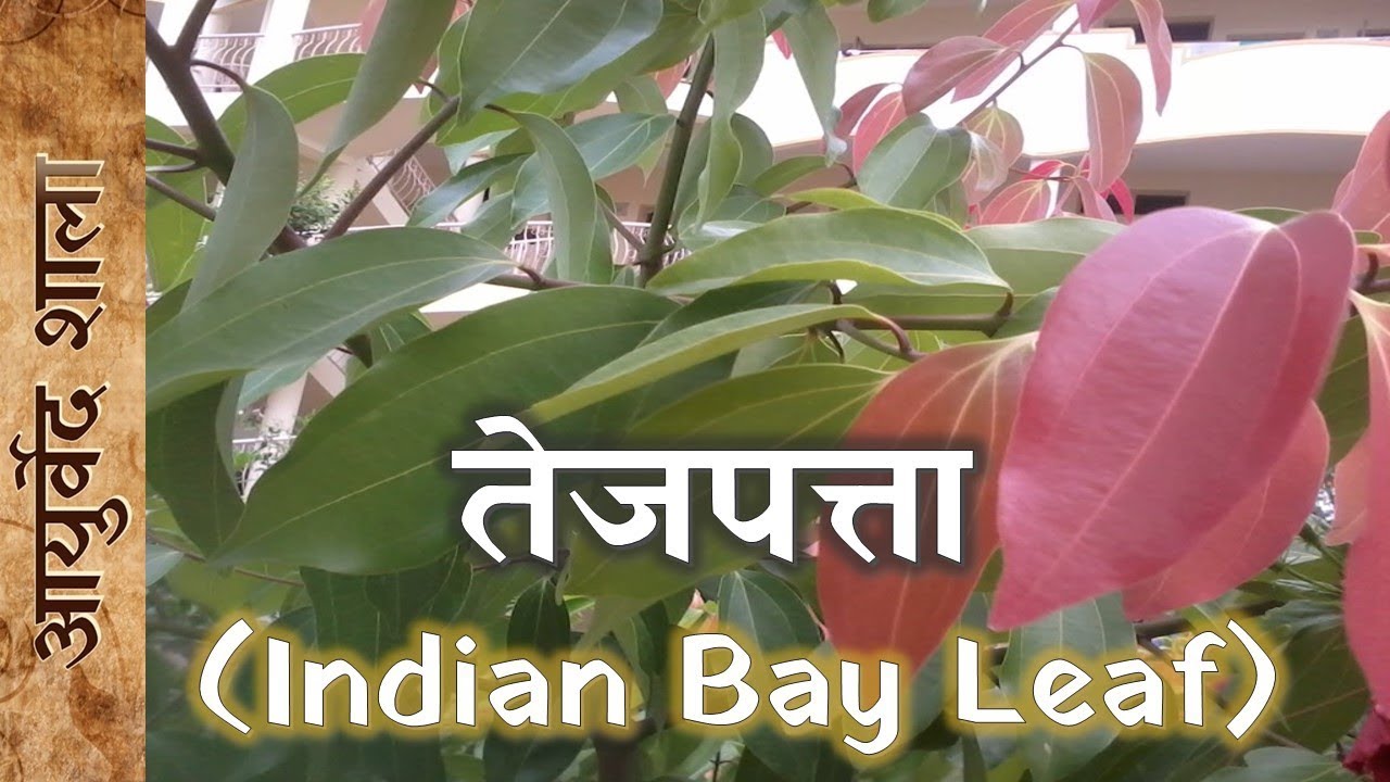 Tejpata benefits| Tejpata ke fayde aur upyog | indian bay leaf Benefits ...