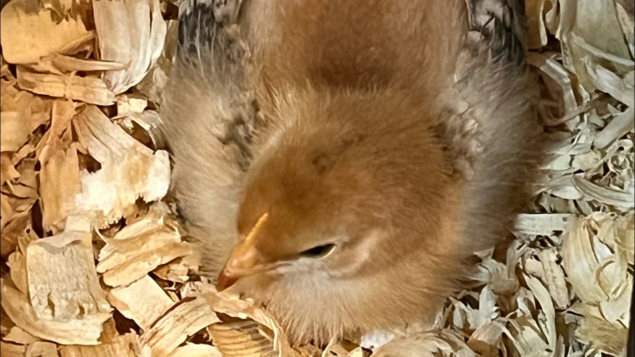 NEW EDITIONS TO THE HOMESTEAD | HAMPBAR (CHICKENS) - YouTube