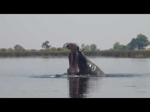 Hippo Charge, Okavango Delta, Botswana