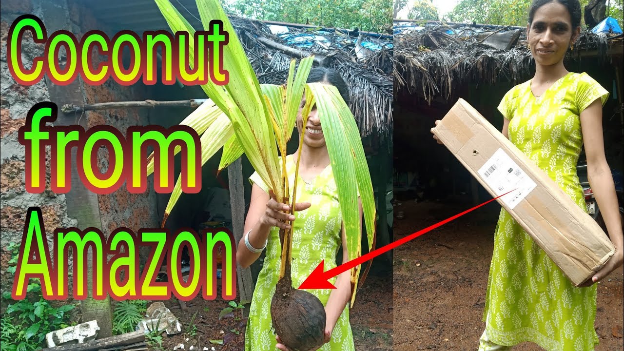 Dwarf coconut from Amazon / rare kerala coconut plant - YouTube