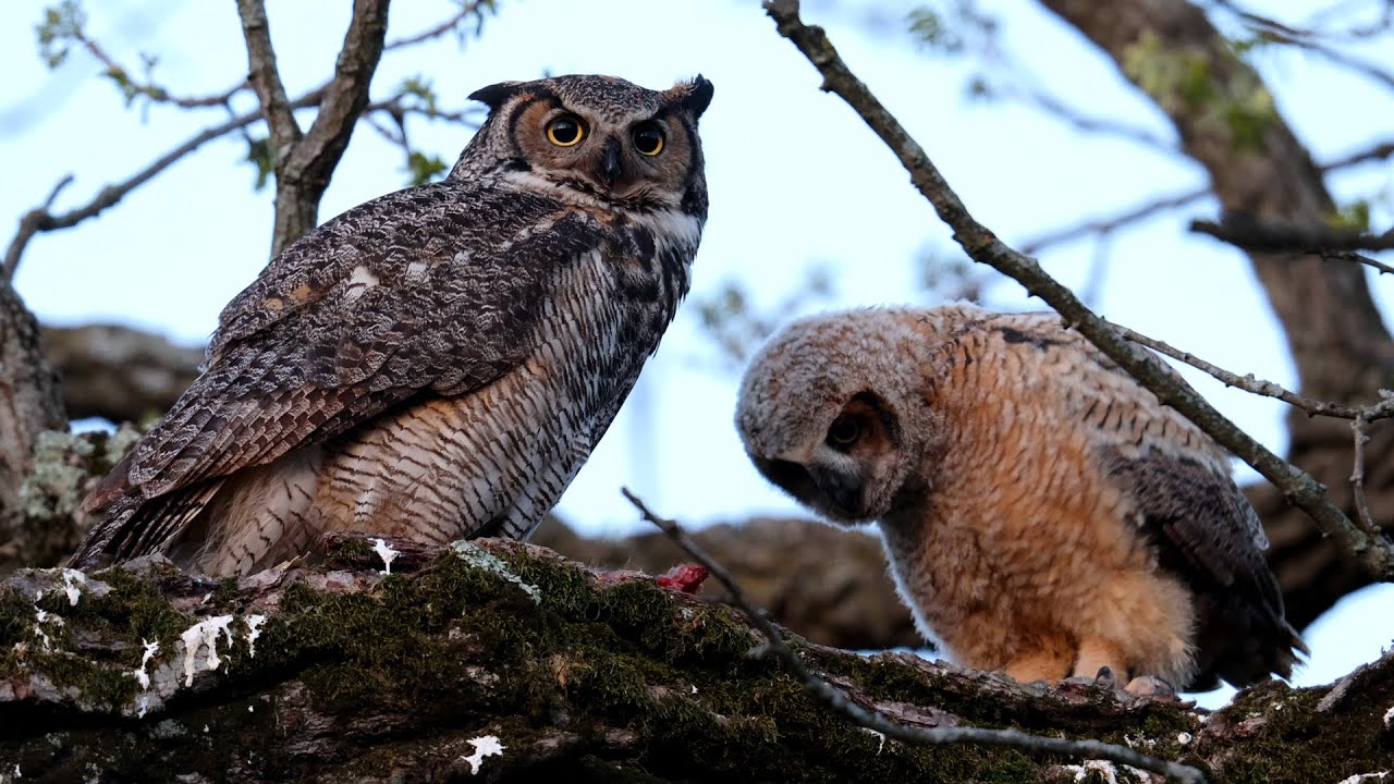 Great Horned Owl Feeding Chick - YouTube