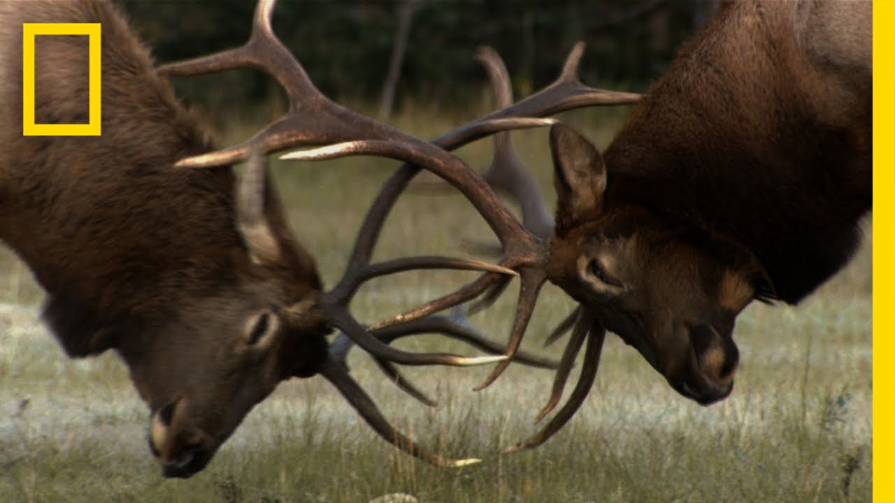 Elk Bull Fighting