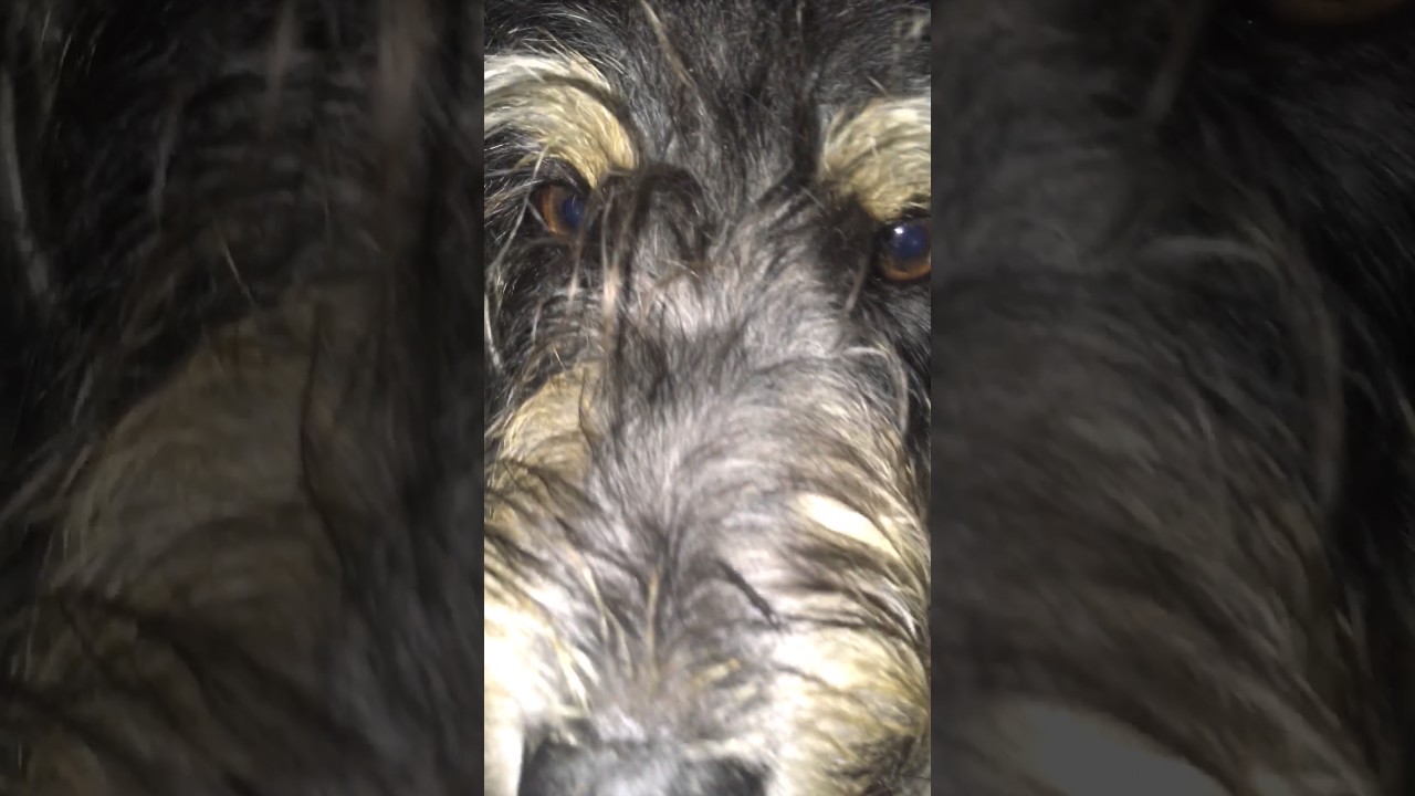 mystery dog - YouTube