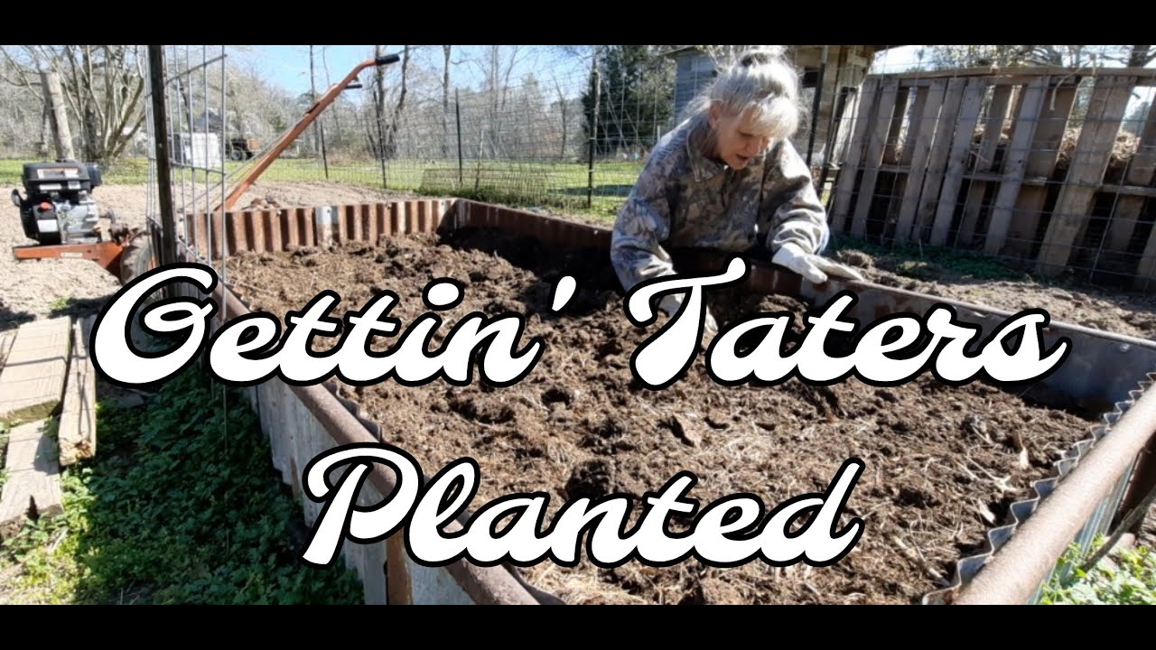 It's Tater Time!!! - Planting Potatoes - YouTube