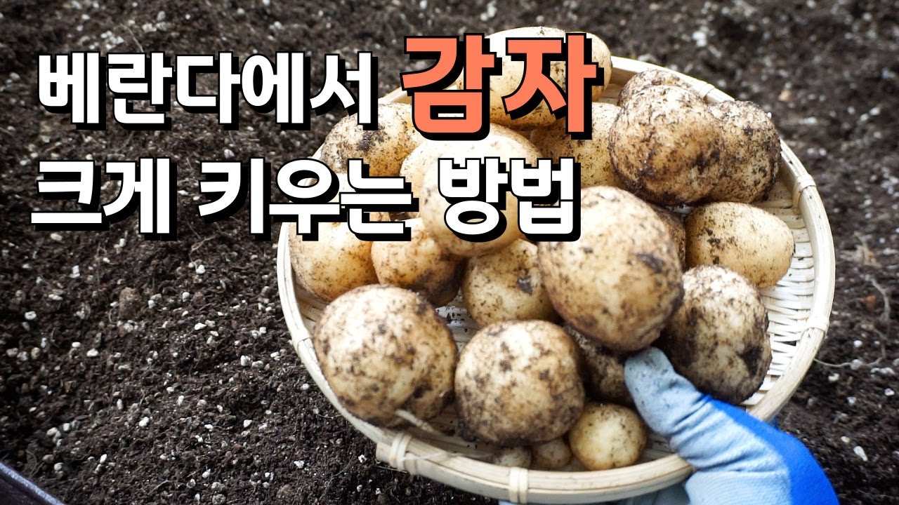 베란다 텃밭정원 베란다에서 감자 크게 키우는 방법 감자 싹 틔우기부터 수확까지 A To Z 집에서 감자키우기