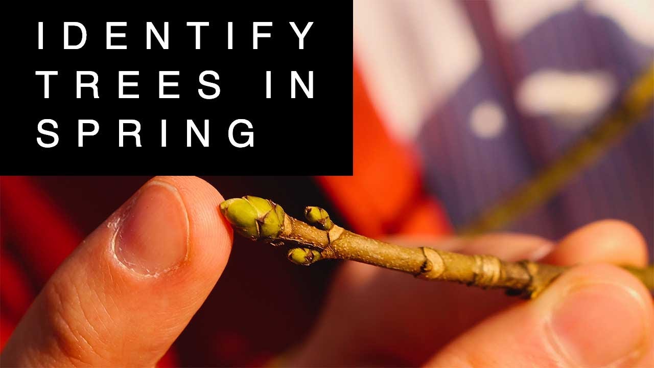 How to Identify trees in early spring (UK) - YouTube