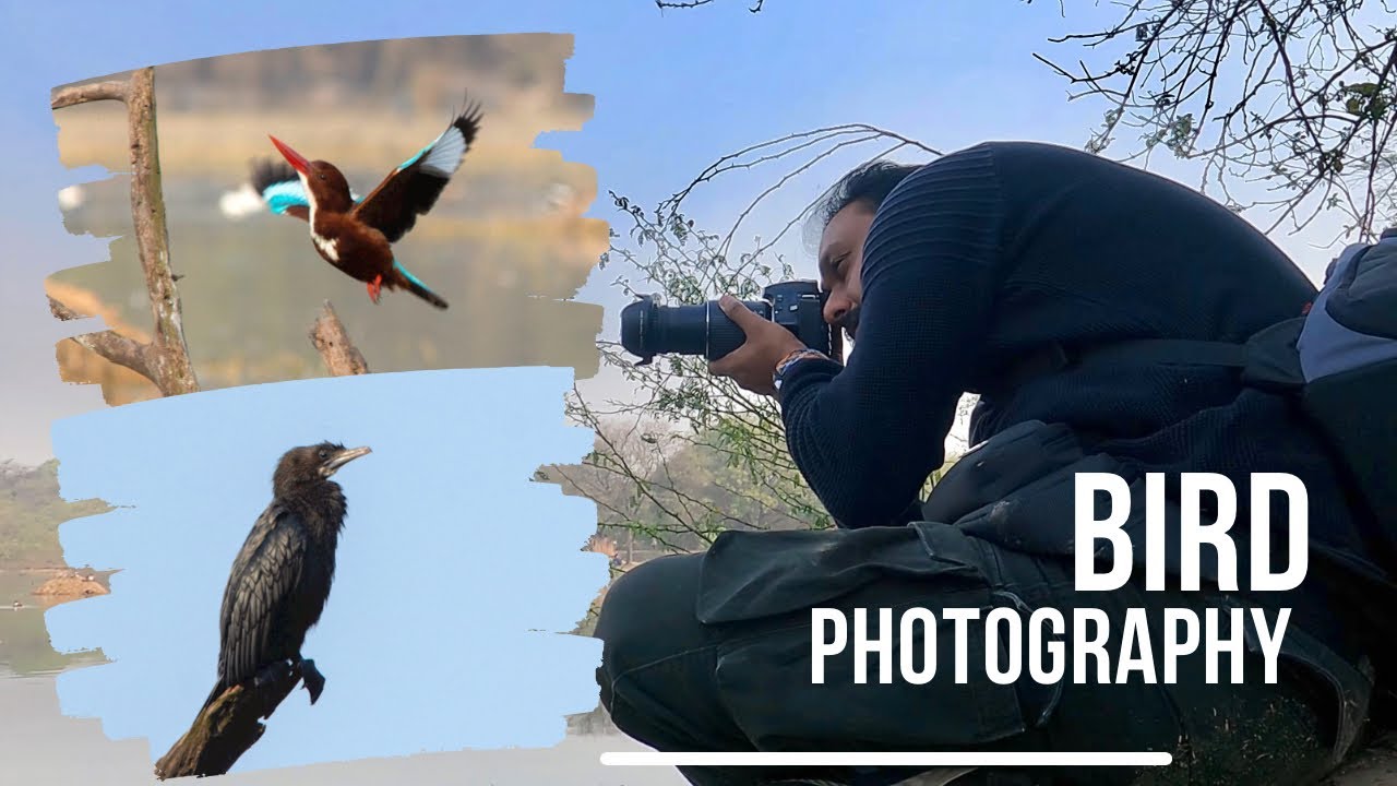 Amazing Bird Photography in Sultanpur National Park - Bird Photography ...
