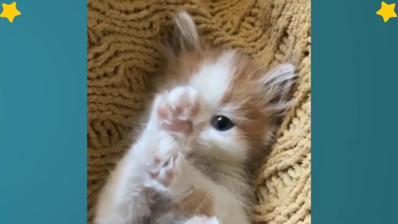 Minicat - Funny And Cute Mini Cat Videos Compilation 2019 #2 - YouTube