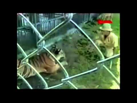 Top 3 los peores ataques de animales a humanos - YouTube