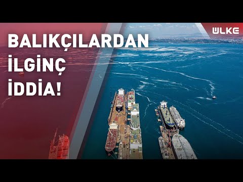 Müsilaj tabakası erimiş deniz analarından oluşuyor!