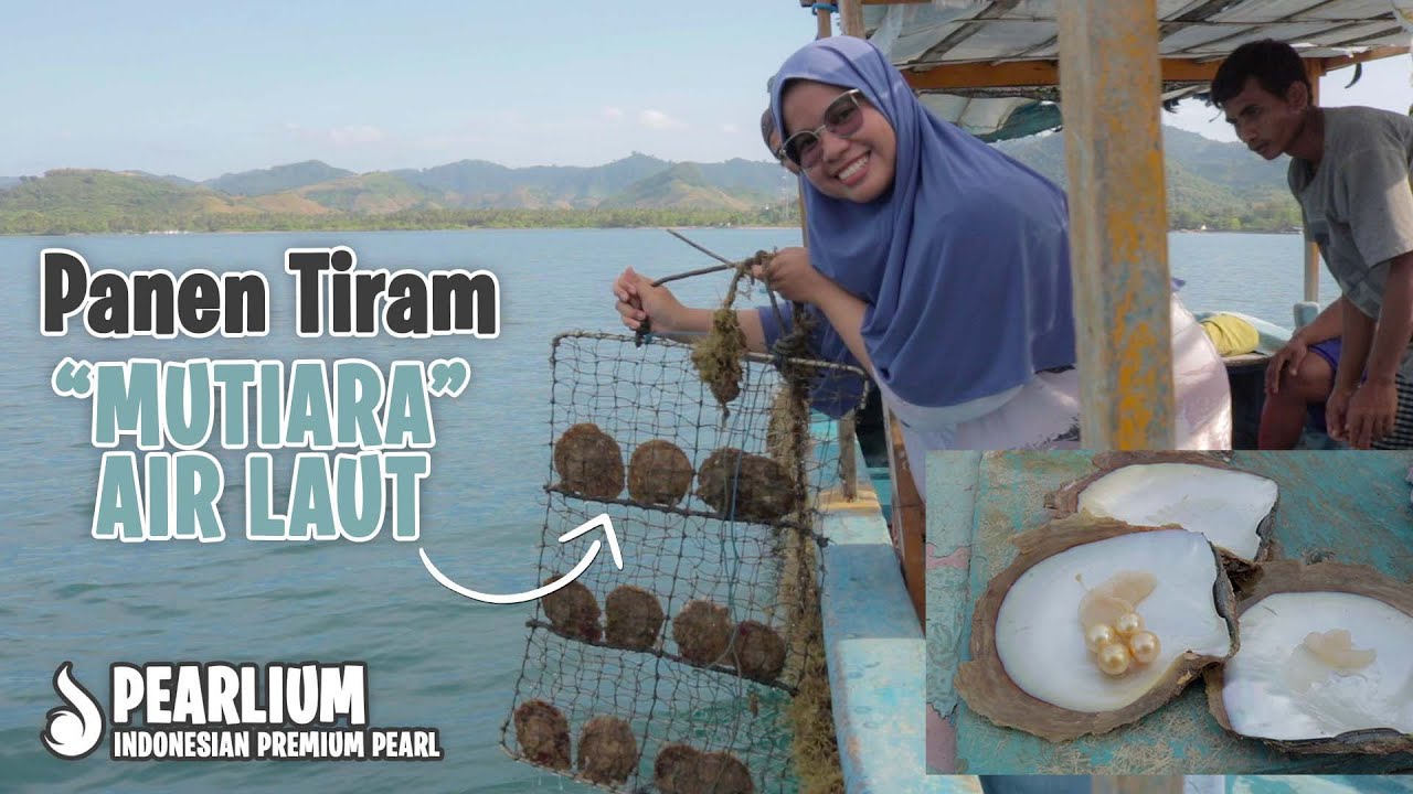 Proses Panen Mutiara Langsung dari Kerang || Budidaya Mutiara Air Laut ...