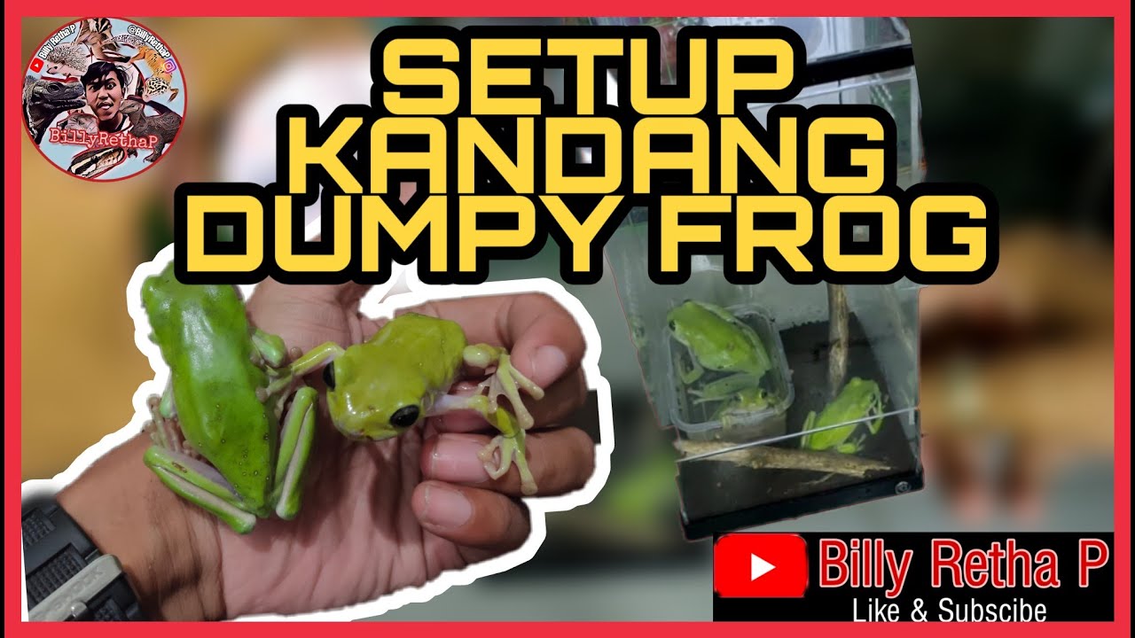 SETUP KANDANG DUMPY FROG - YouTube