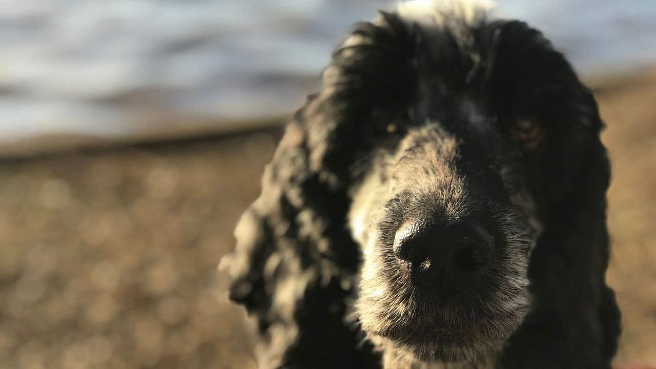 The Suitability of Cocker Spaniels as Psychiatric Service Dogs - YouTube