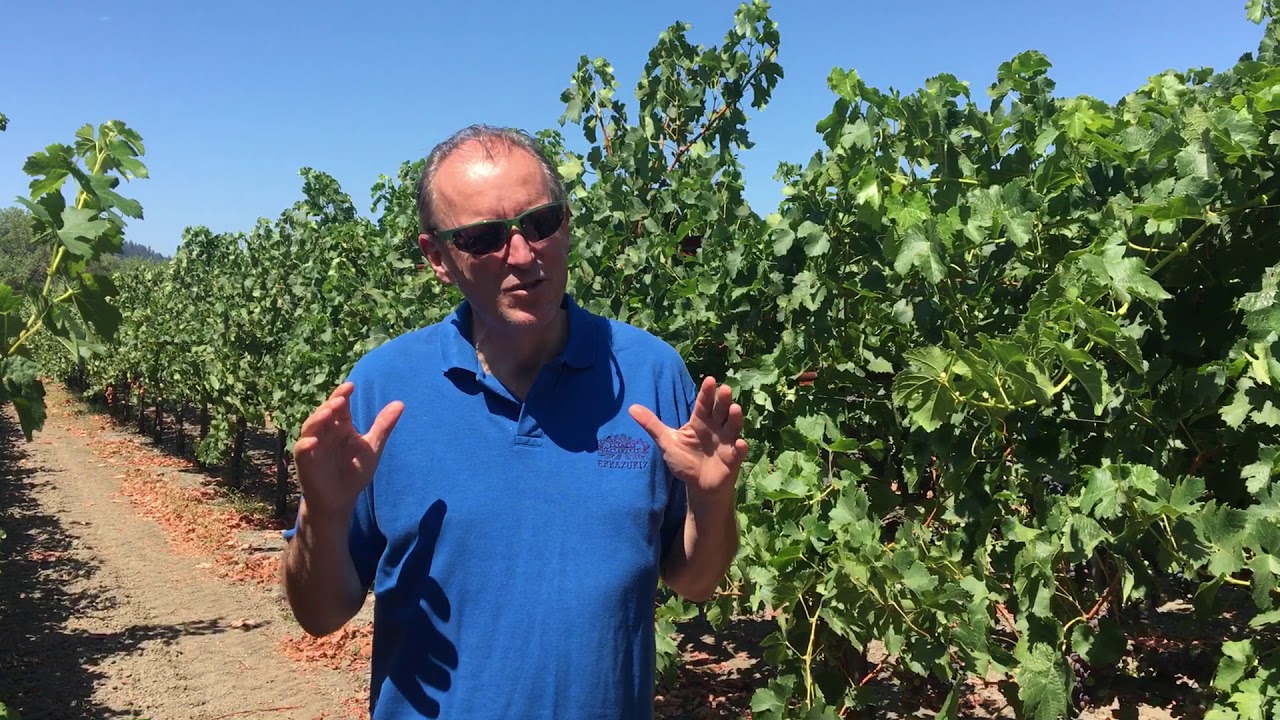 Chelsea Goldschmidt Alexander Valley Merlot Guidestone Rise - YouTube