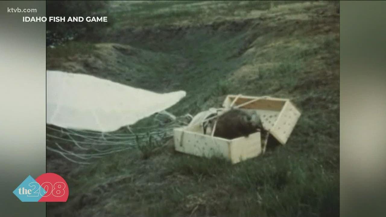Geronimo! Yes, Idaho really dropped beavers with parachutes from ...