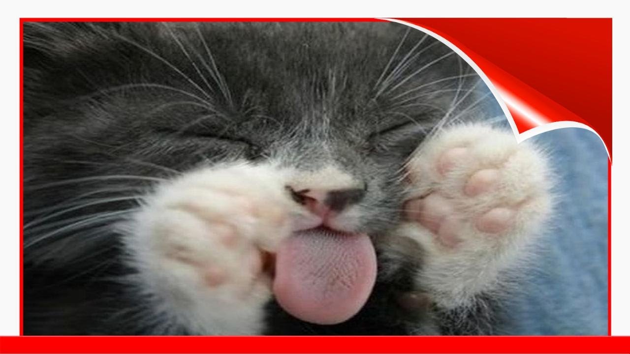 If You Ever Feel Sad, These 20 Sleeping Cats Will Make You Smile 😃 ...