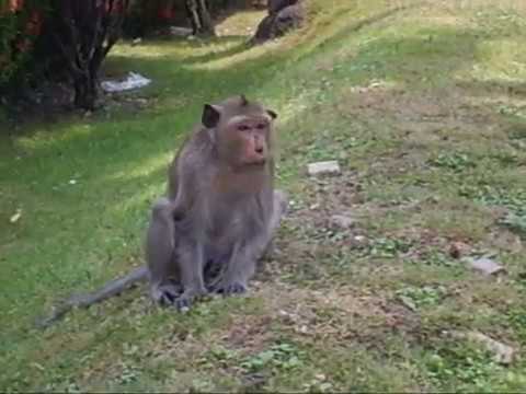 RENCONTRE avec un SINGE sur le PARKING sur la ROUTE D'AYUTTHAYA - YouTube