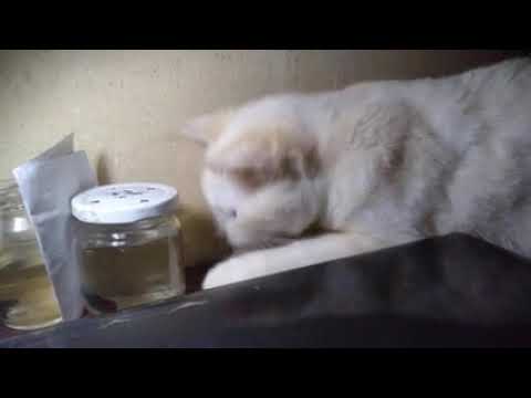 Kucing mixdom persia - YouTube