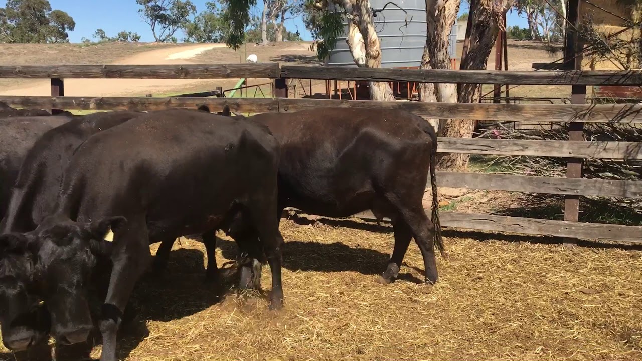 Saint 18 cows with Angus CAF - YouTube