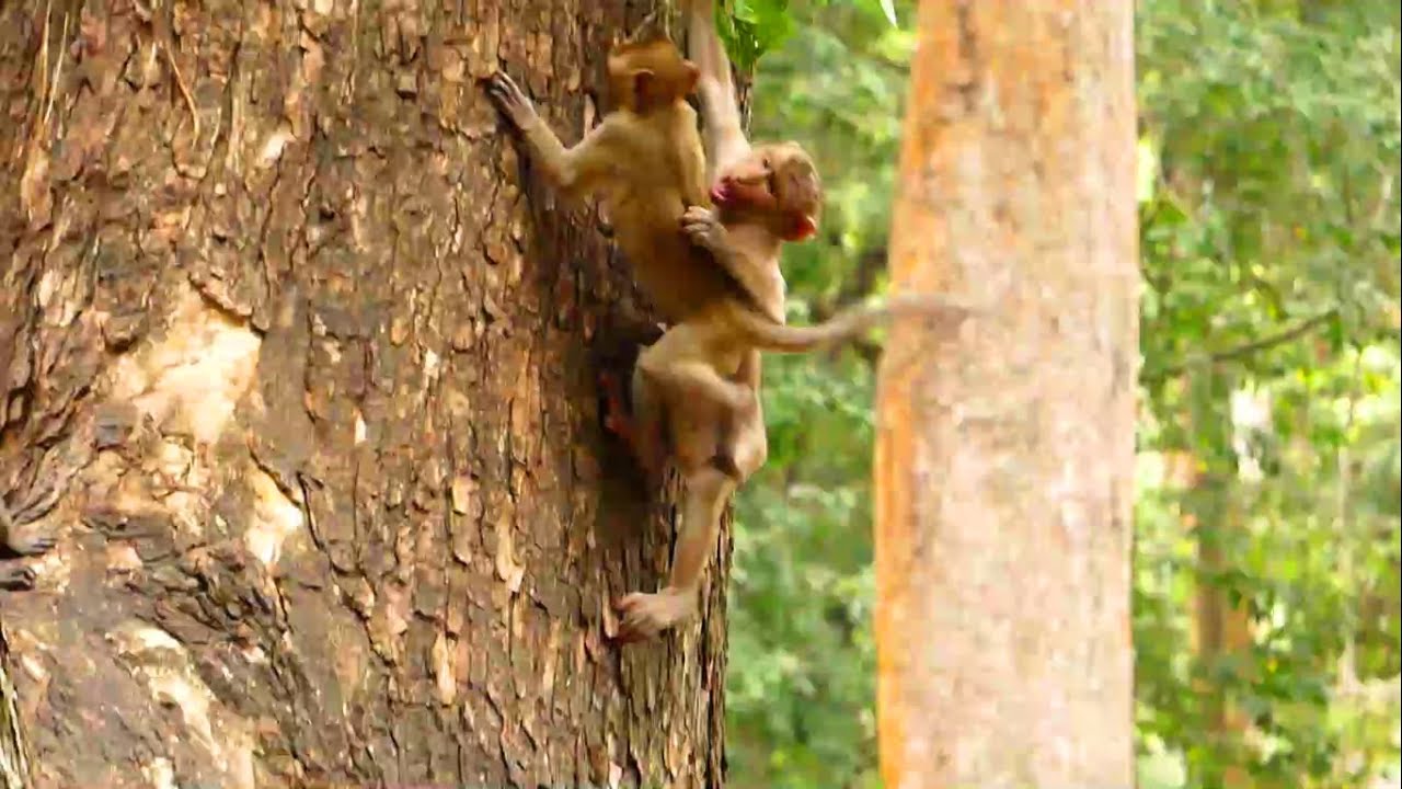 Omg! Little monkey afraid fall down from the tree when play with friend ...