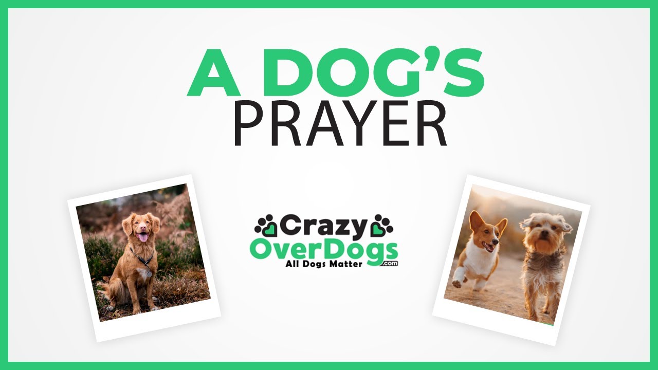A Dogs Prayer - One Of The Most Beautiful Poems I Have Read - YouTube