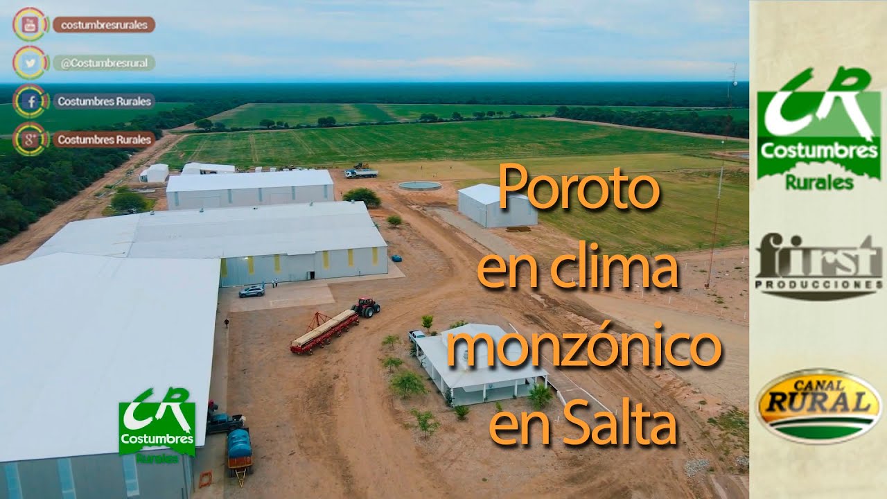 Poroto en clima monzónico en Salta - CR#884 - YouTube