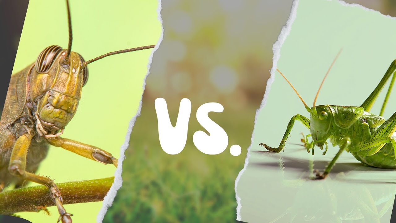 Grasshopper Sound Vs. Bush Cricket (Katydid) Sound - YouTube