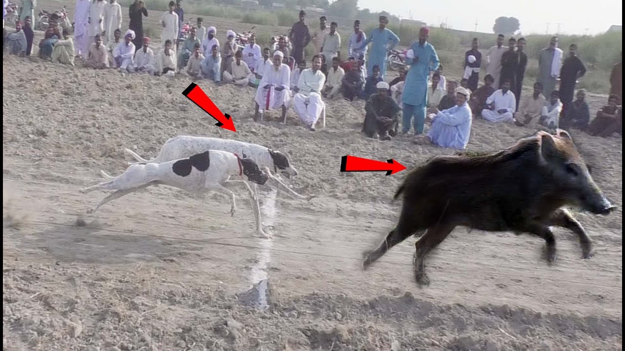 Track race of dog Sinawan near Sugar mill distract kot addu pro.Mujhaid ...
