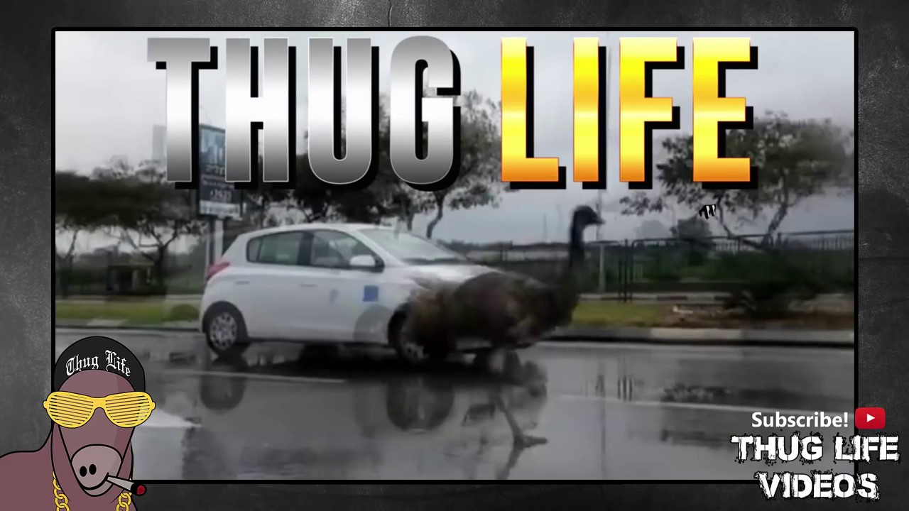 Ultimate Thug Life Compilation #69 - YouTube