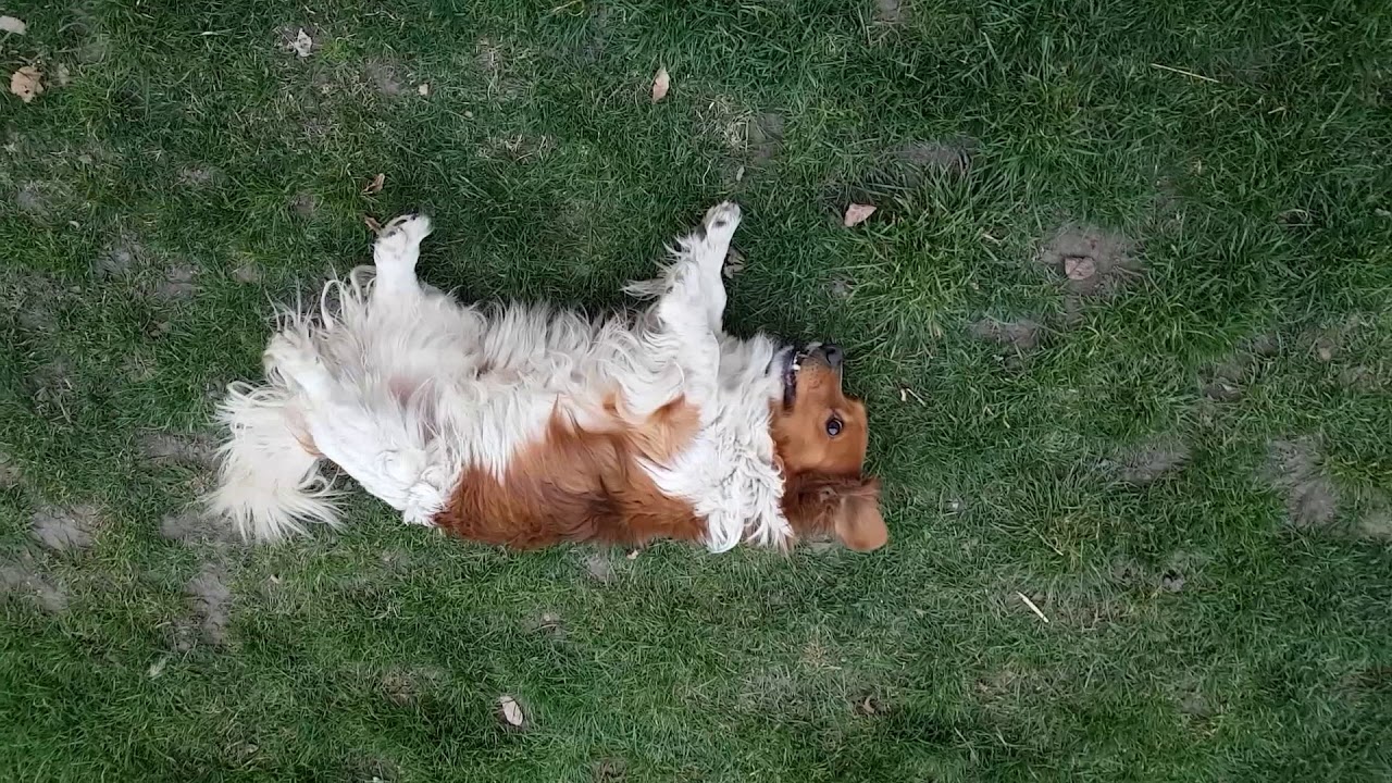 Dog and the somersault - YouTube